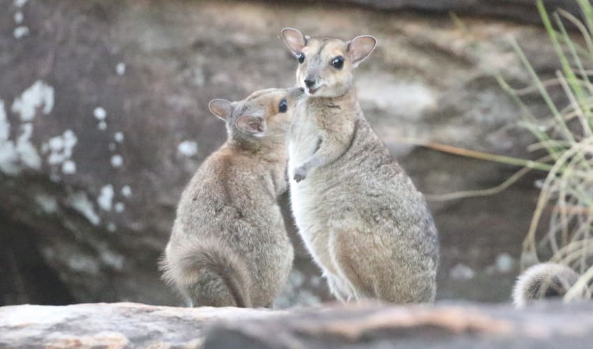 Petrogale - Rock wallabies: facts, distribution & population | BioDB