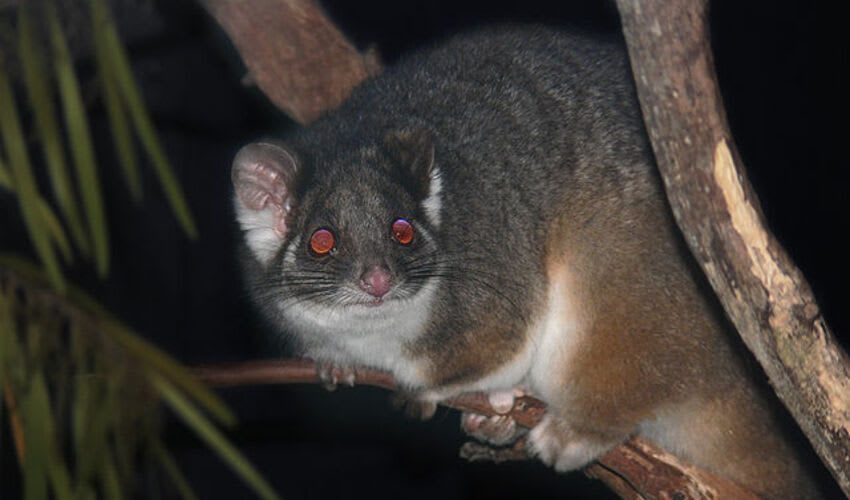 Pseudocheiridae - Ringtail Possums: facts, distribution & population ...