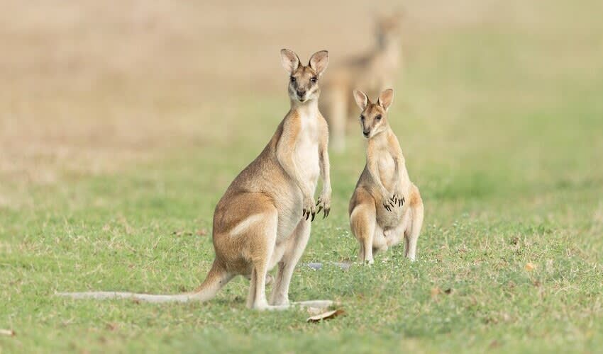 Macropodidae - Kangaroos & wallabies: facts, distribution & population ...