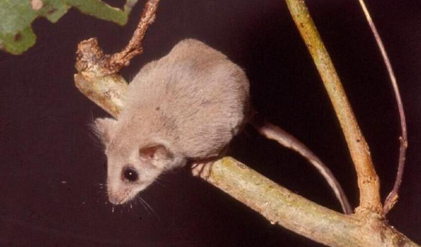 Acrobatidae - Feathertail gliders & pygmy gliders: facts, distribution ...