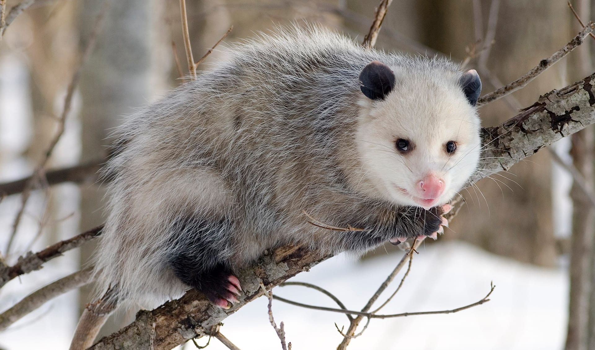 Virginia opossum facts, distribution & population | BioDB