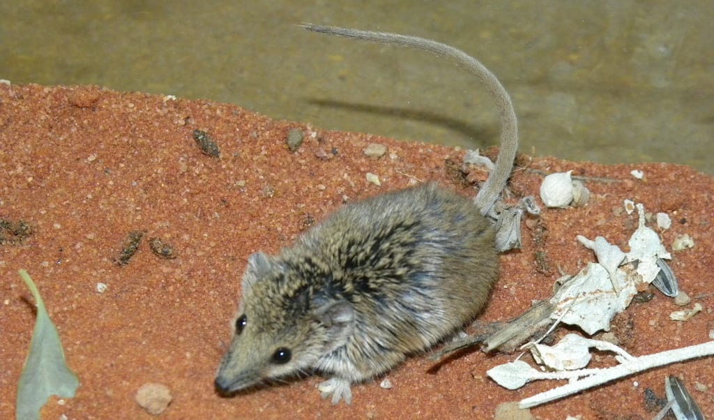 Common planigale facts, distribution & population | BioDB