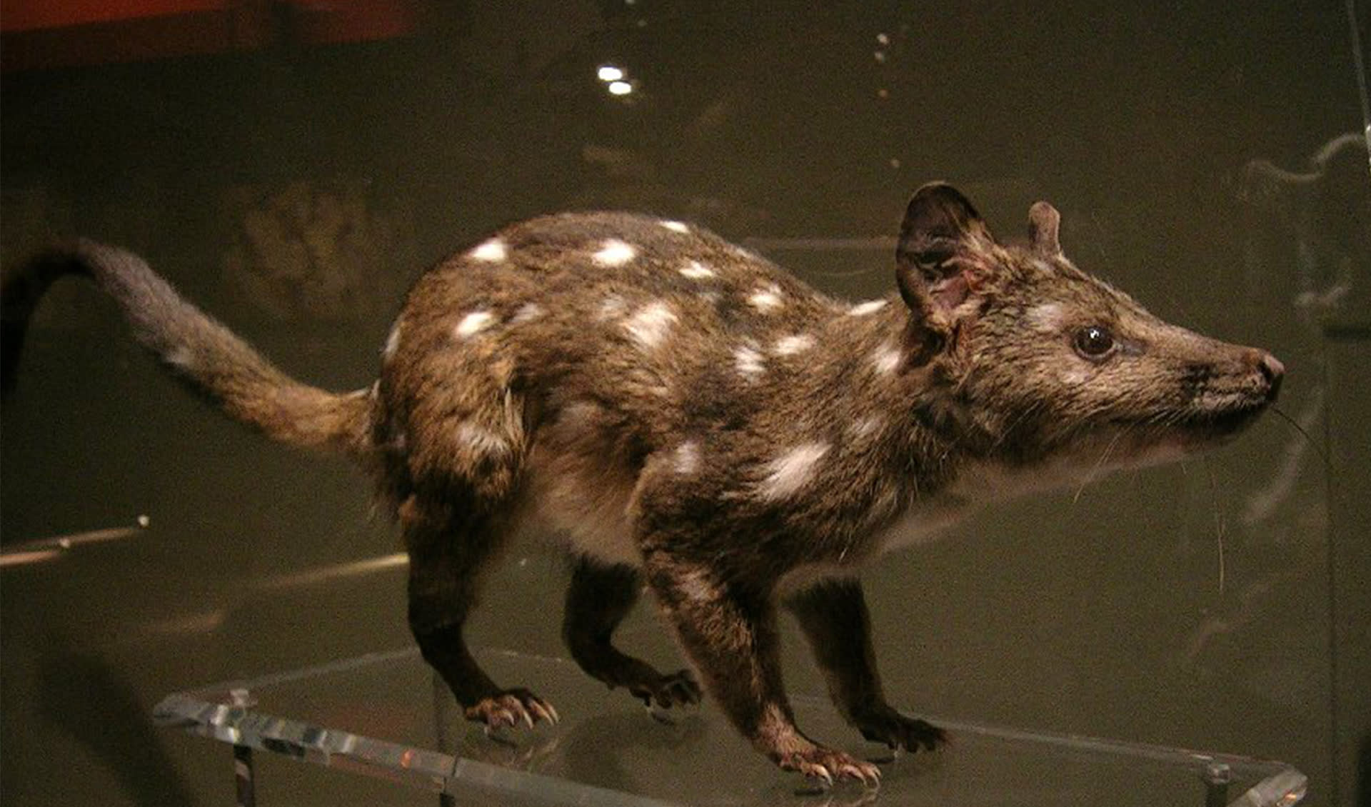 Western quoll facts, distribution & population | BioDB