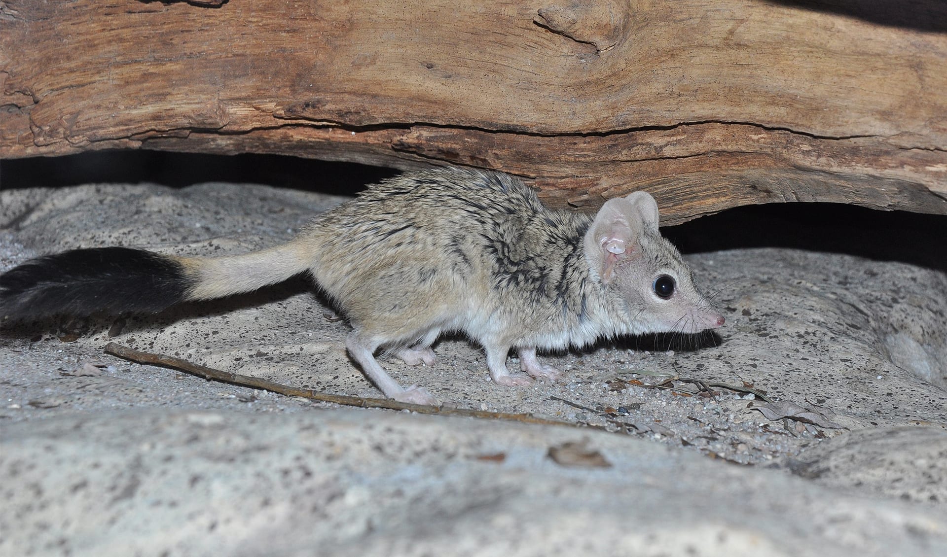 Kowari facts, distribution & population | BioDB