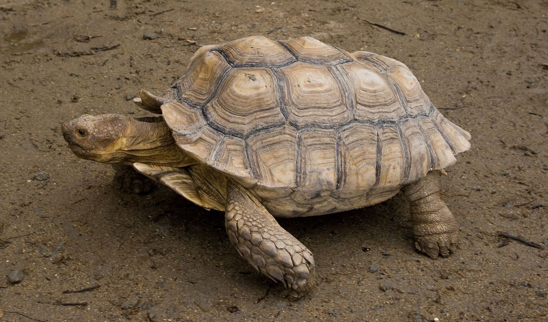 African spurred tortoise facts, distribution & population | BioDB