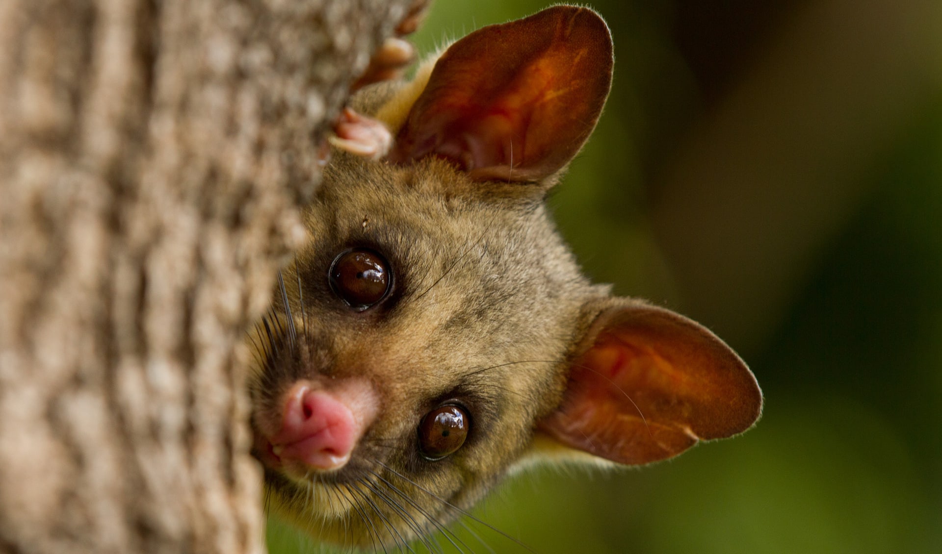 Common brushtail possum facts, distribution & population | BioDB