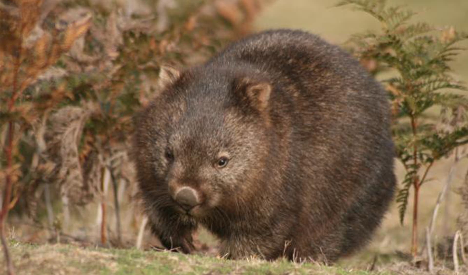 Common wombat facts, distribution & population | BioDB