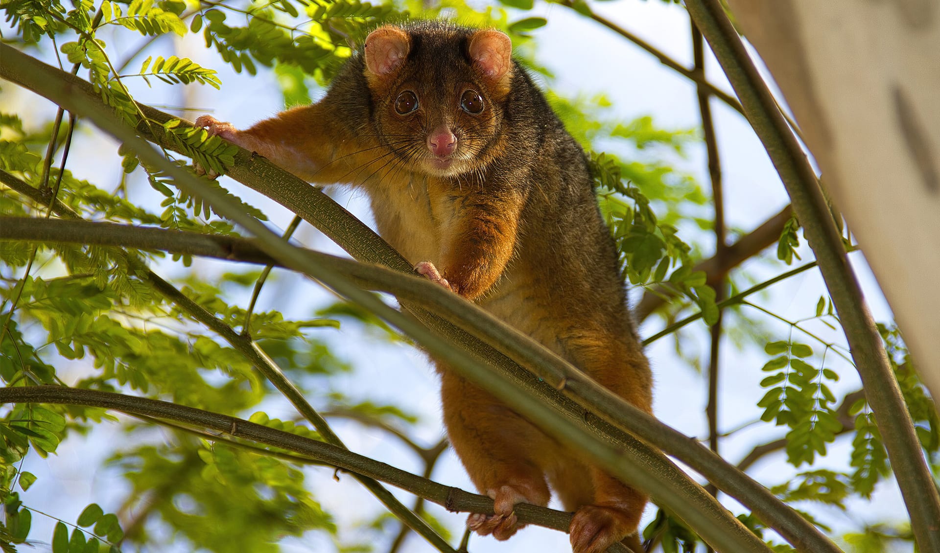 Common ringtail possum facts, distribution & population | BioDB