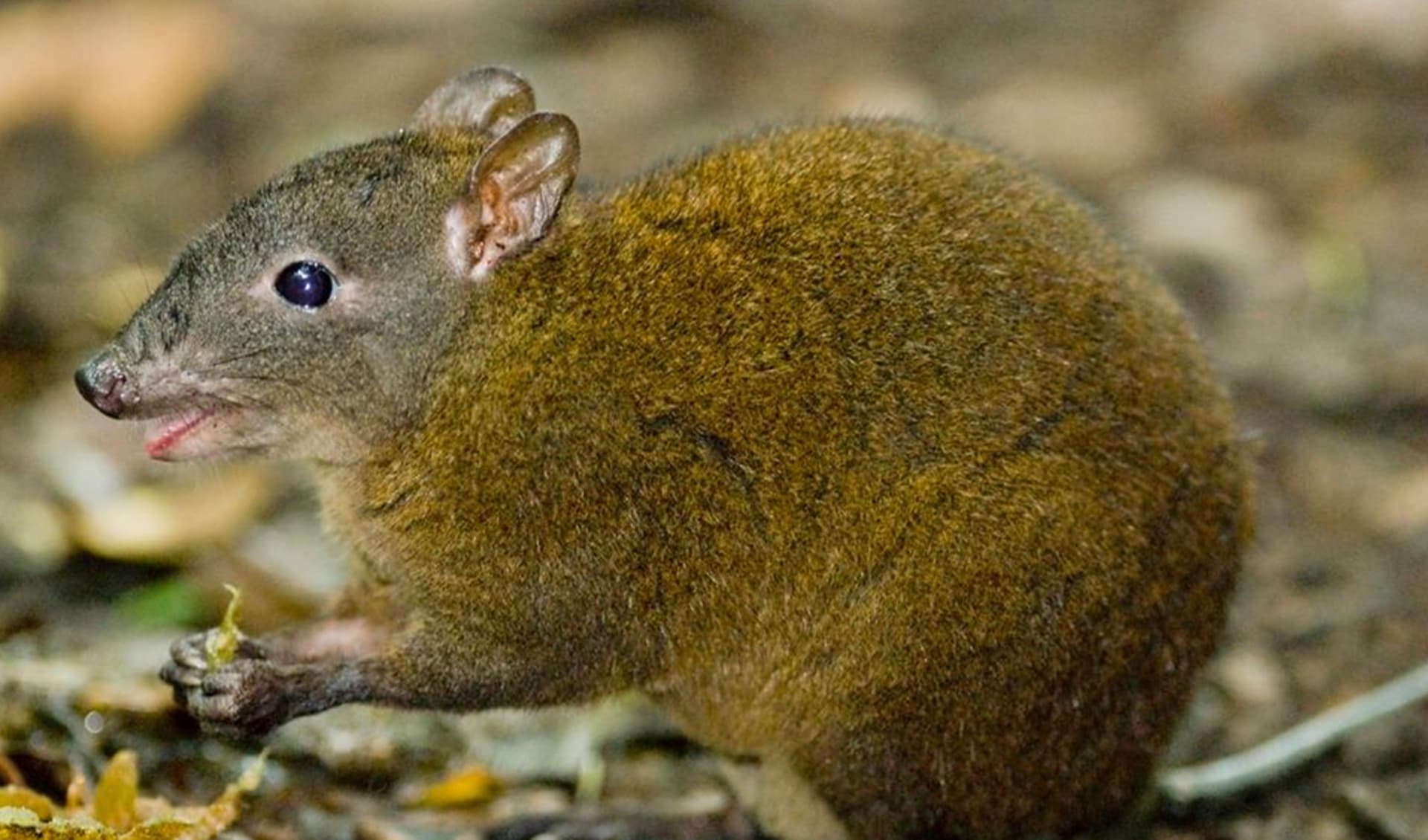 Musky rat-kangaroo facts, distribution & population | BioDB