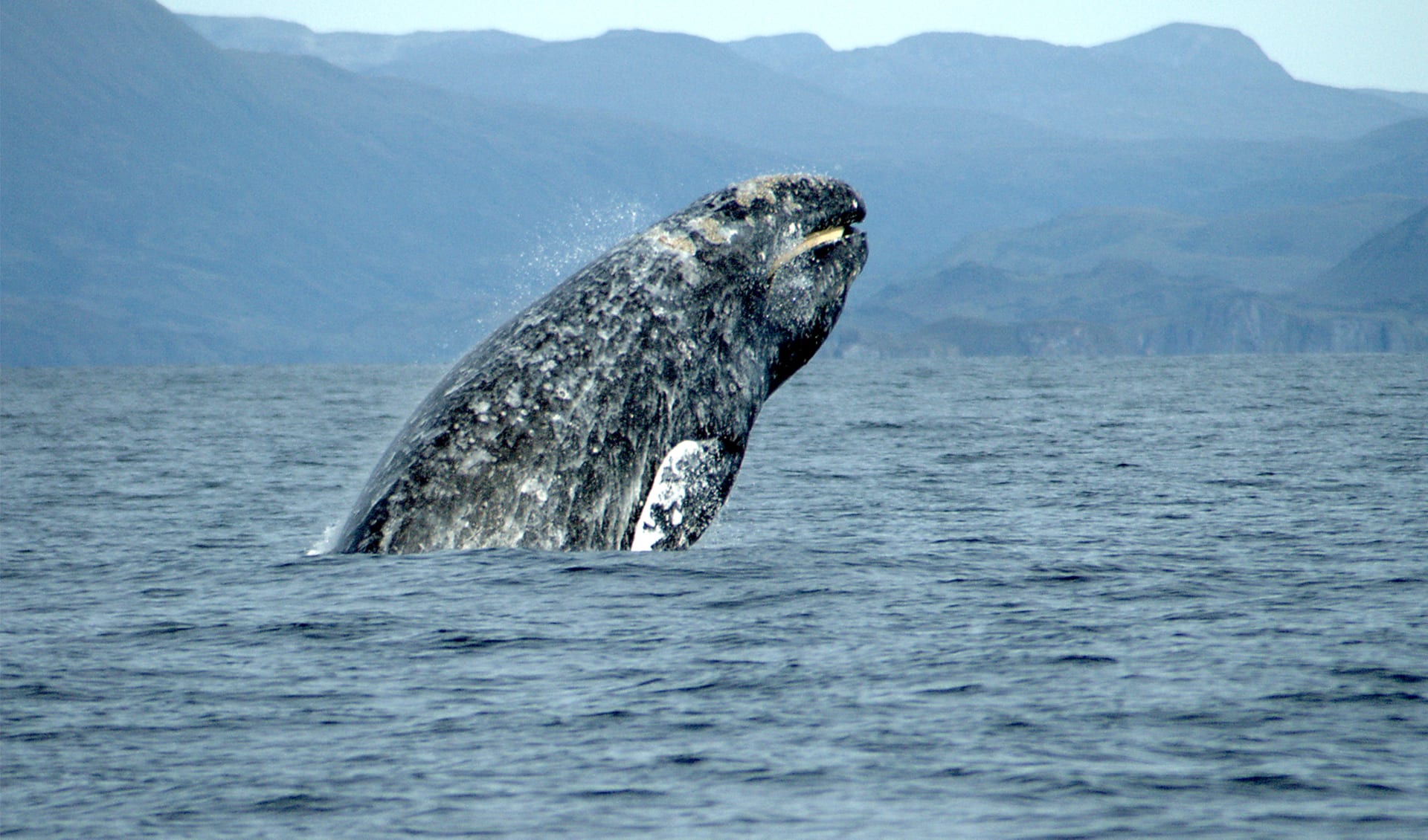 Gray whale facts, distribution & population | BioDB