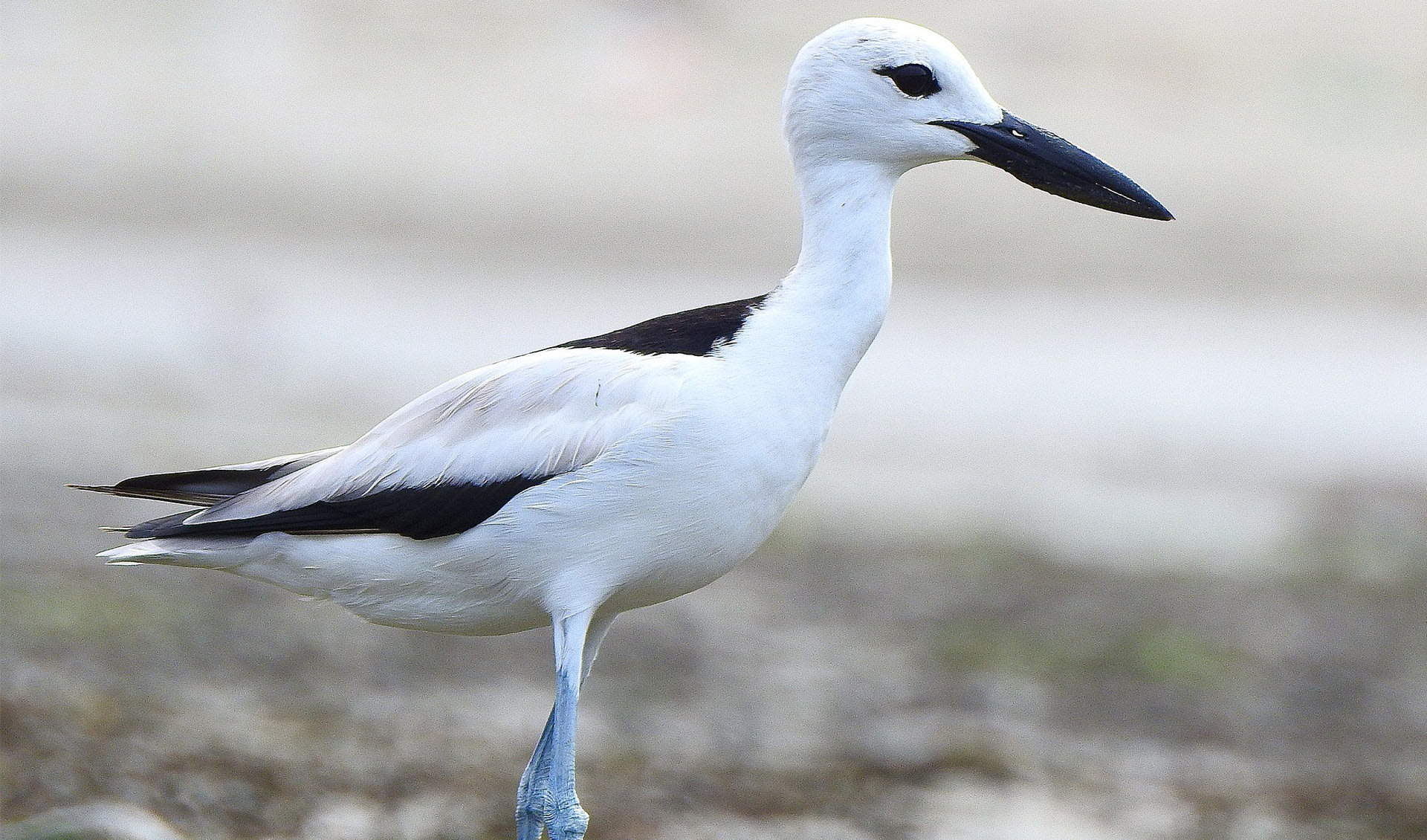 Crab-plover facts, distribution & population | BioDB