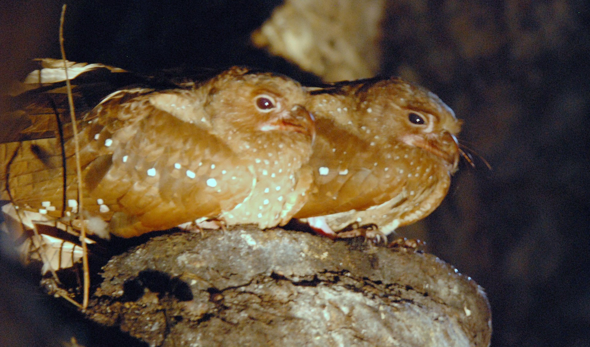 Oilbird facts, distribution & population | BioDB