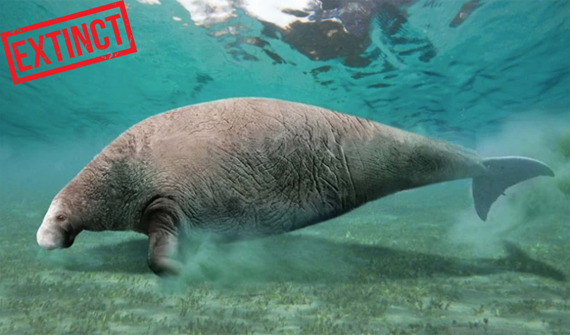 Steller's sea cow facts, distribution & population | BioDB