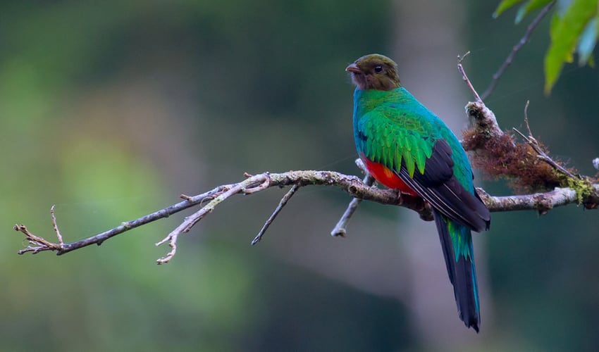 Pharomachrus – Quetzals: facts, distribution & population | BioDB