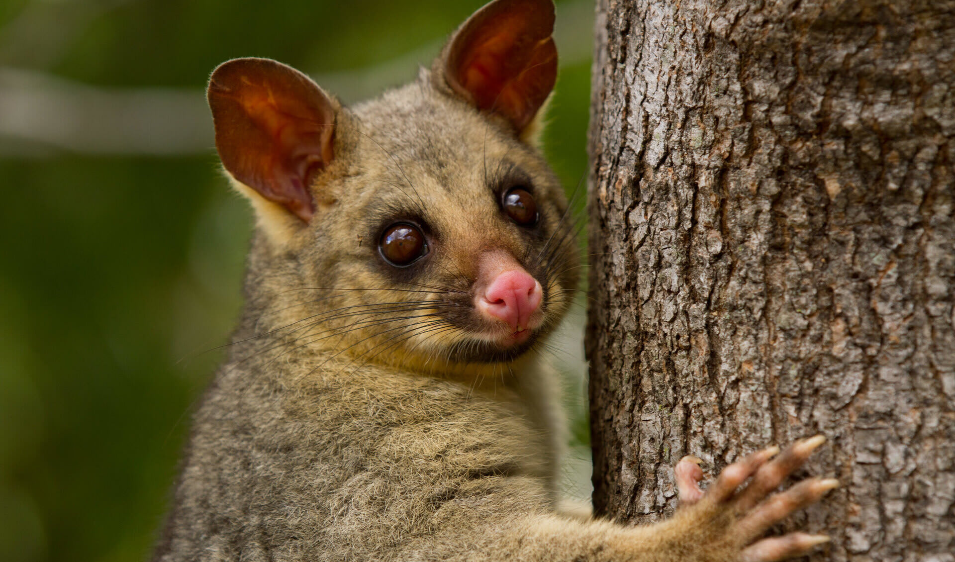 Trichosurus - Brushtail possums: facts, distribution & population | BioDB