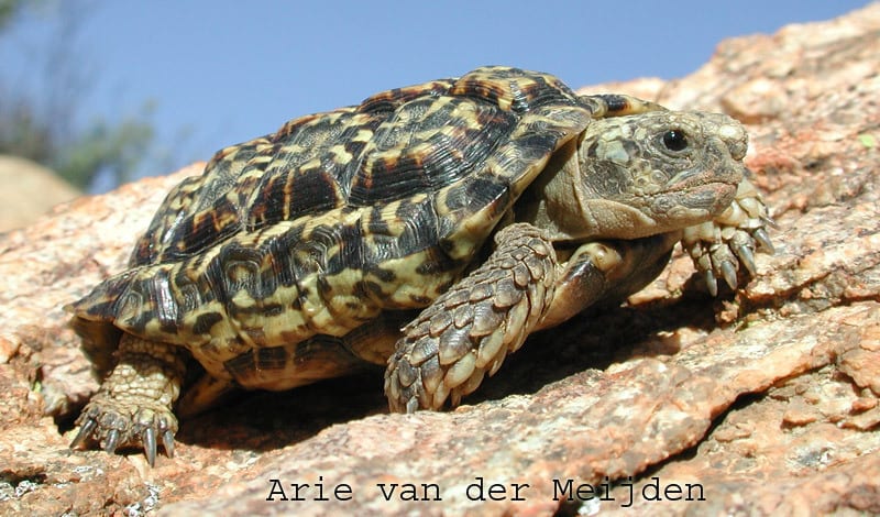 Speckled tortoise facts, distribution & population | BioDB