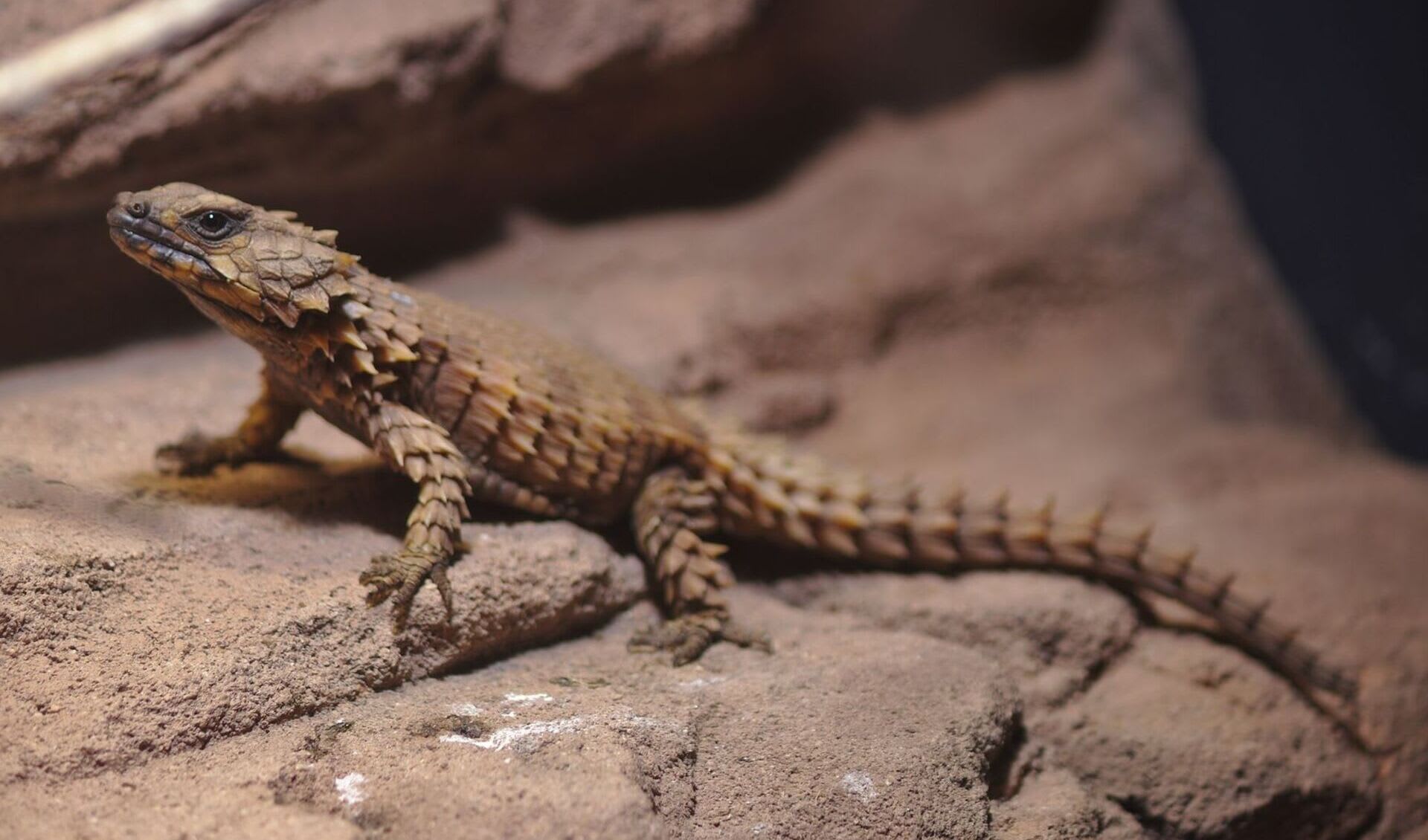Armadillo girdled lizard facts, distribution & population | BioDB