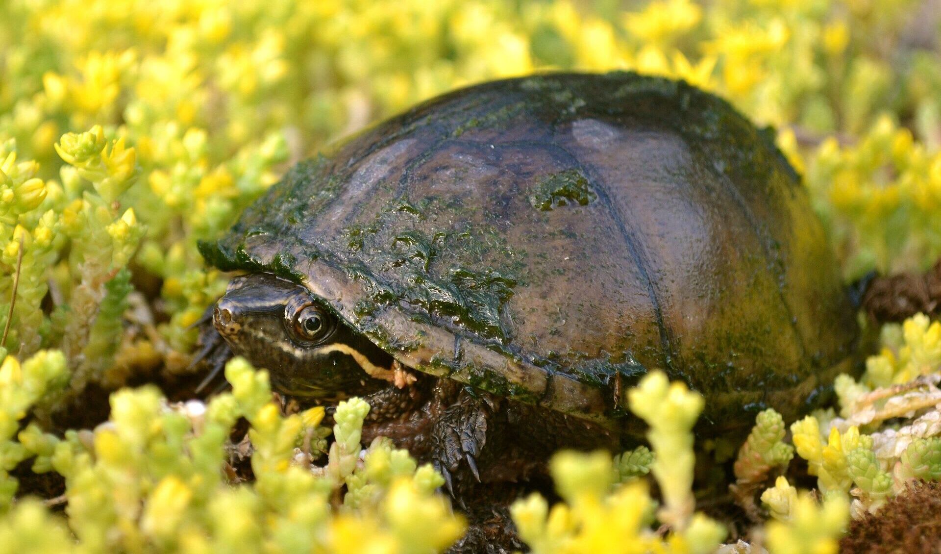 Common musk turtle facts, distribution & population | BioDB