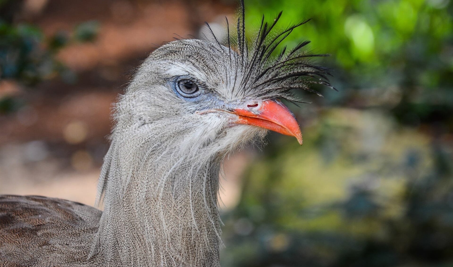Red-legged seriema facts, distribution & population | BioDB