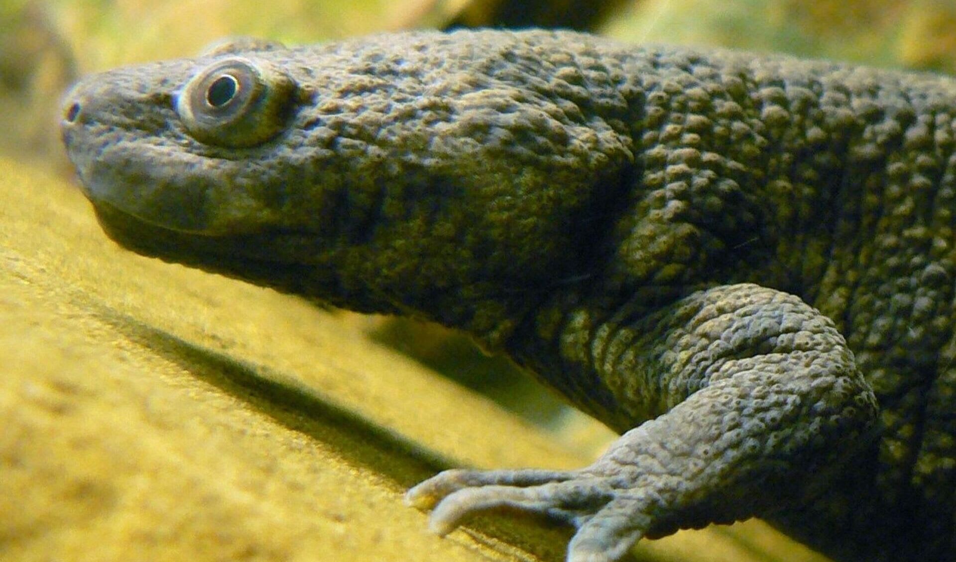 Spanish ribbed newt facts, distribution & population | BioDB