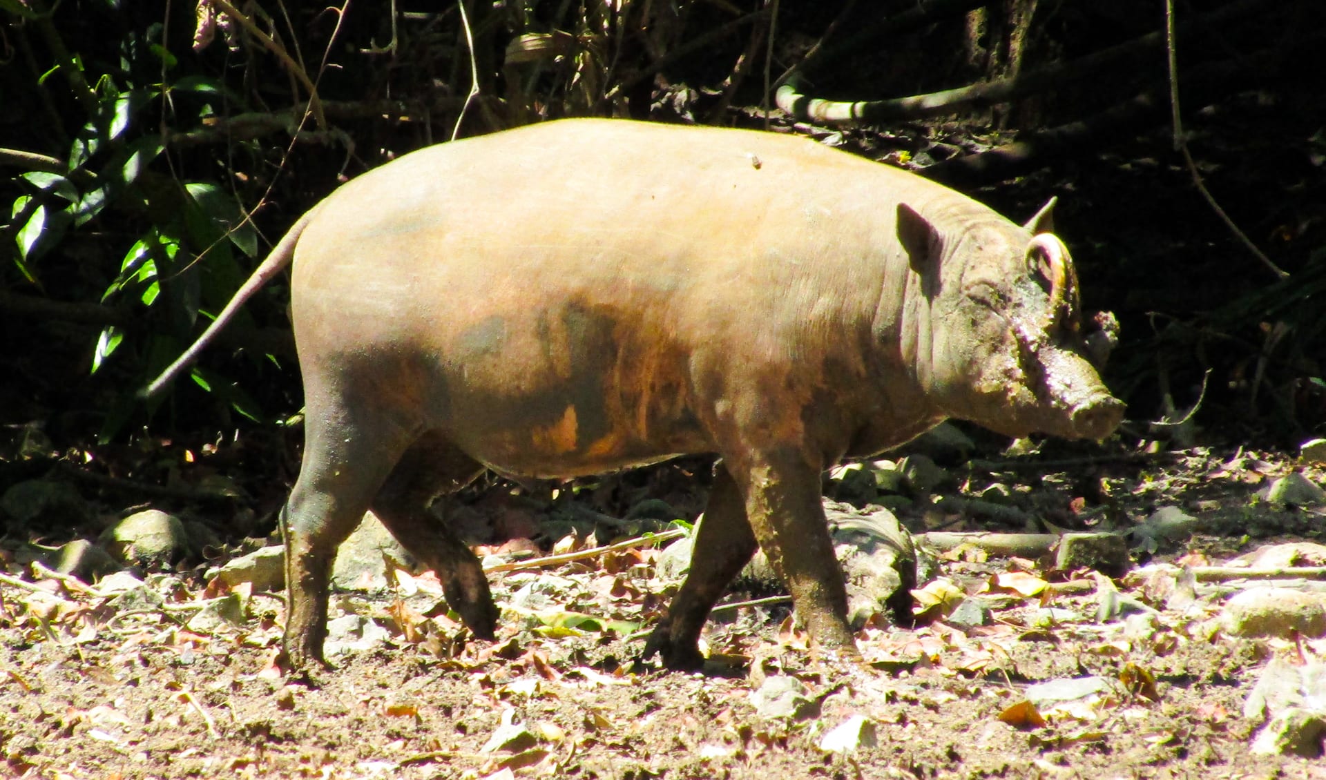 Babyrousa - Babirusas: facts, distribution & population | BioDB