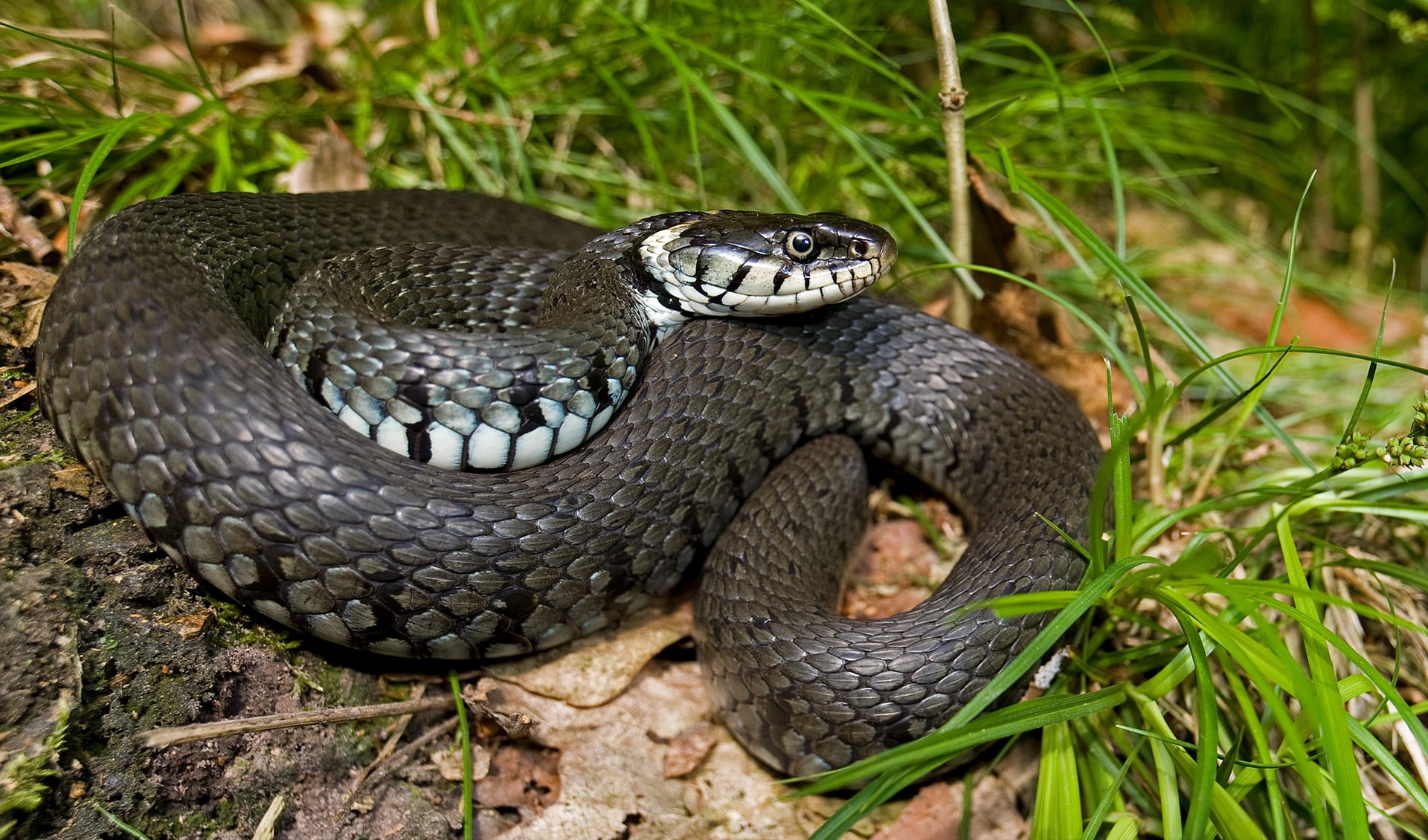 Natrix - Old World snakes: facts, distribution & population | BioDB