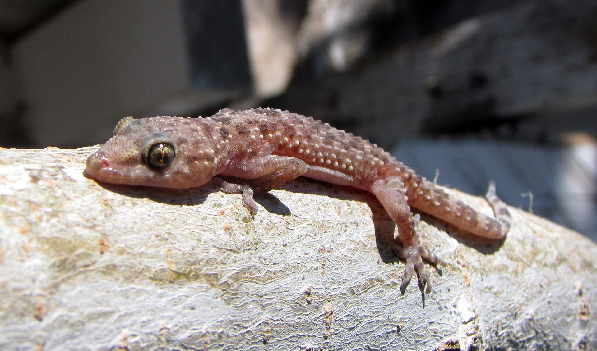 Hemidactylus - Common geckos: facts, distribution & population | BioDB