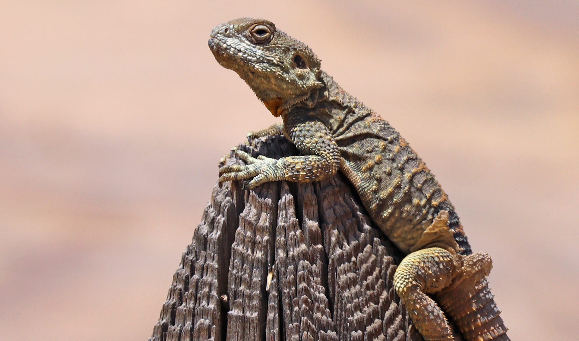 Starred agama facts, distribution & population | BioDB