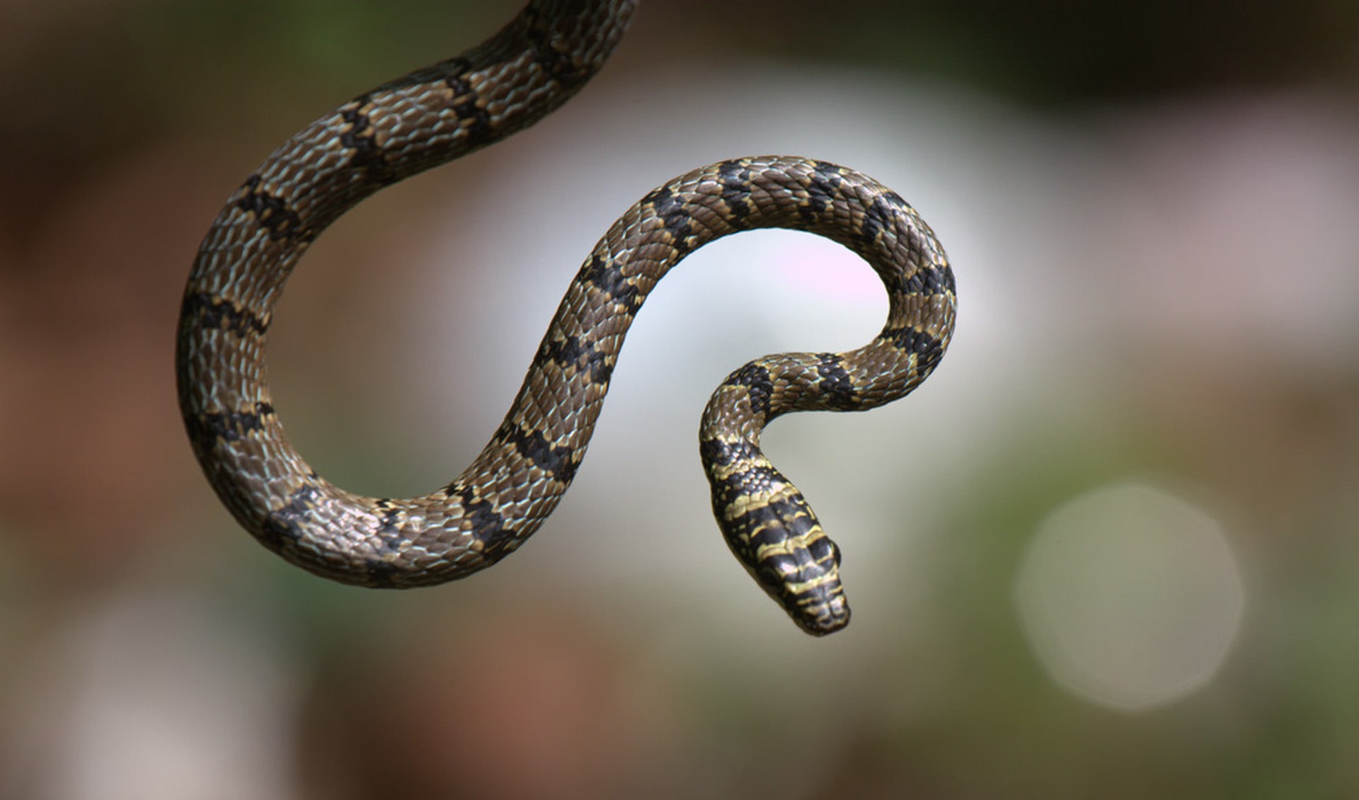 Chrysopelea – Flying snakes: facts, distribution & population | BioDB