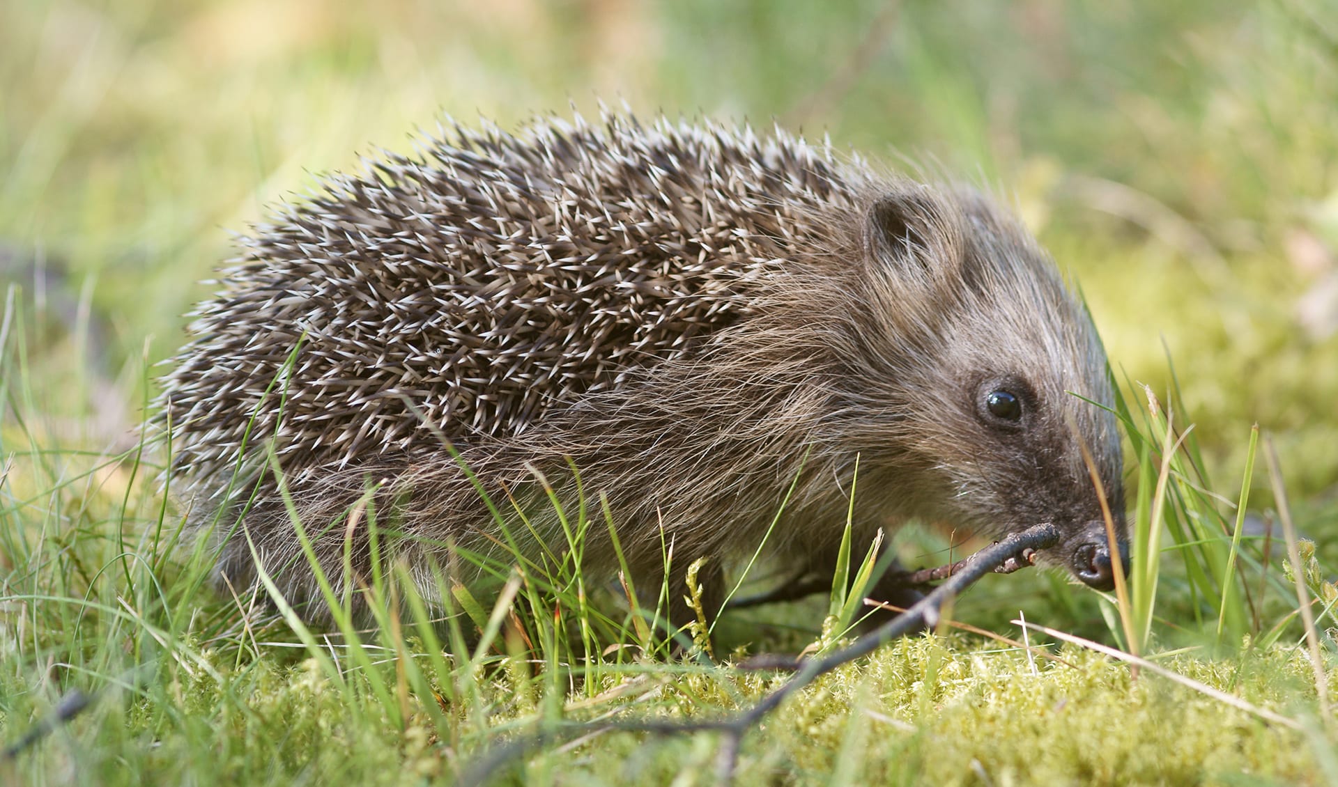 Erinaceus - Hedgehogs: facts, distribution & population | BioDB