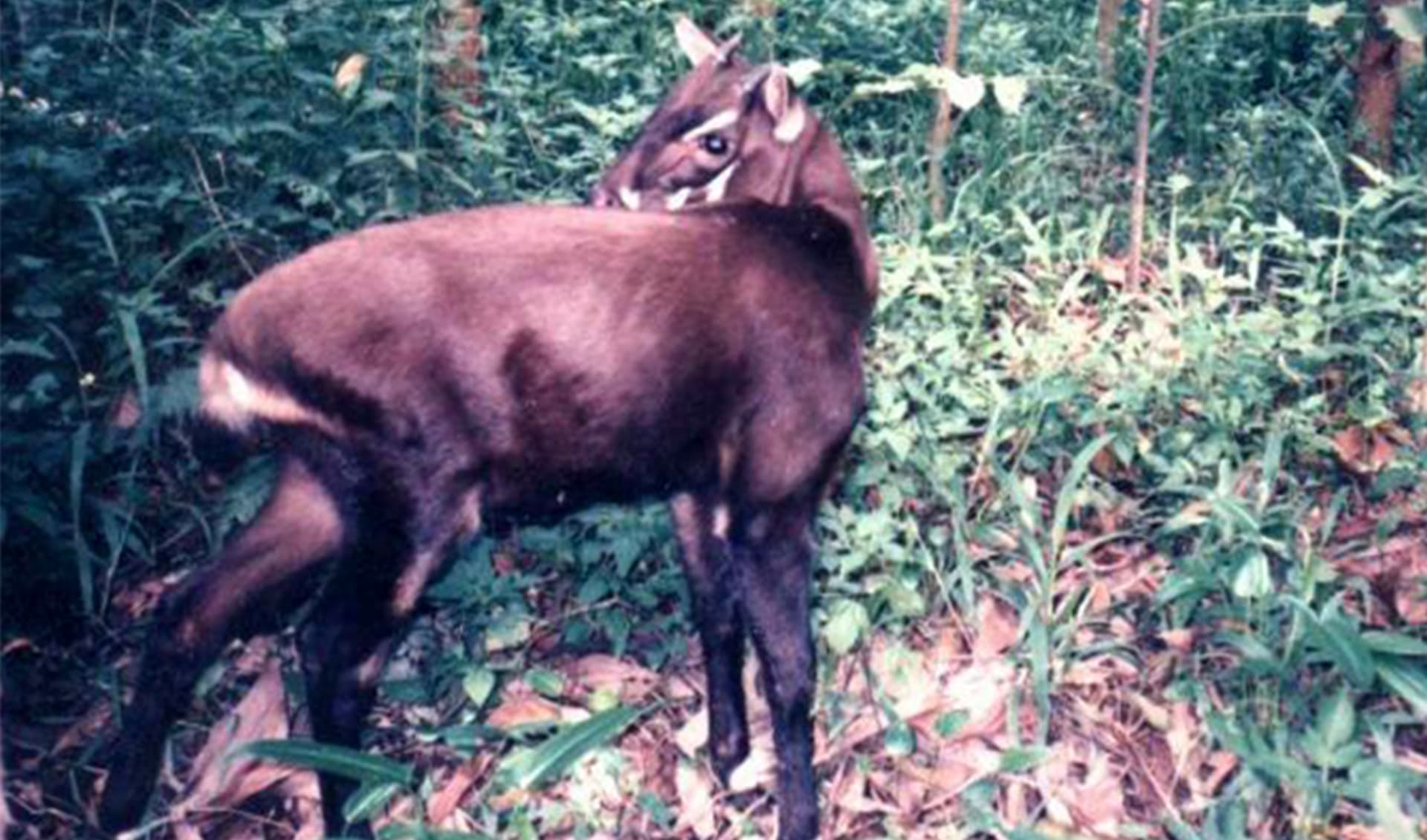 Saola facts, distribution & population | BioDB