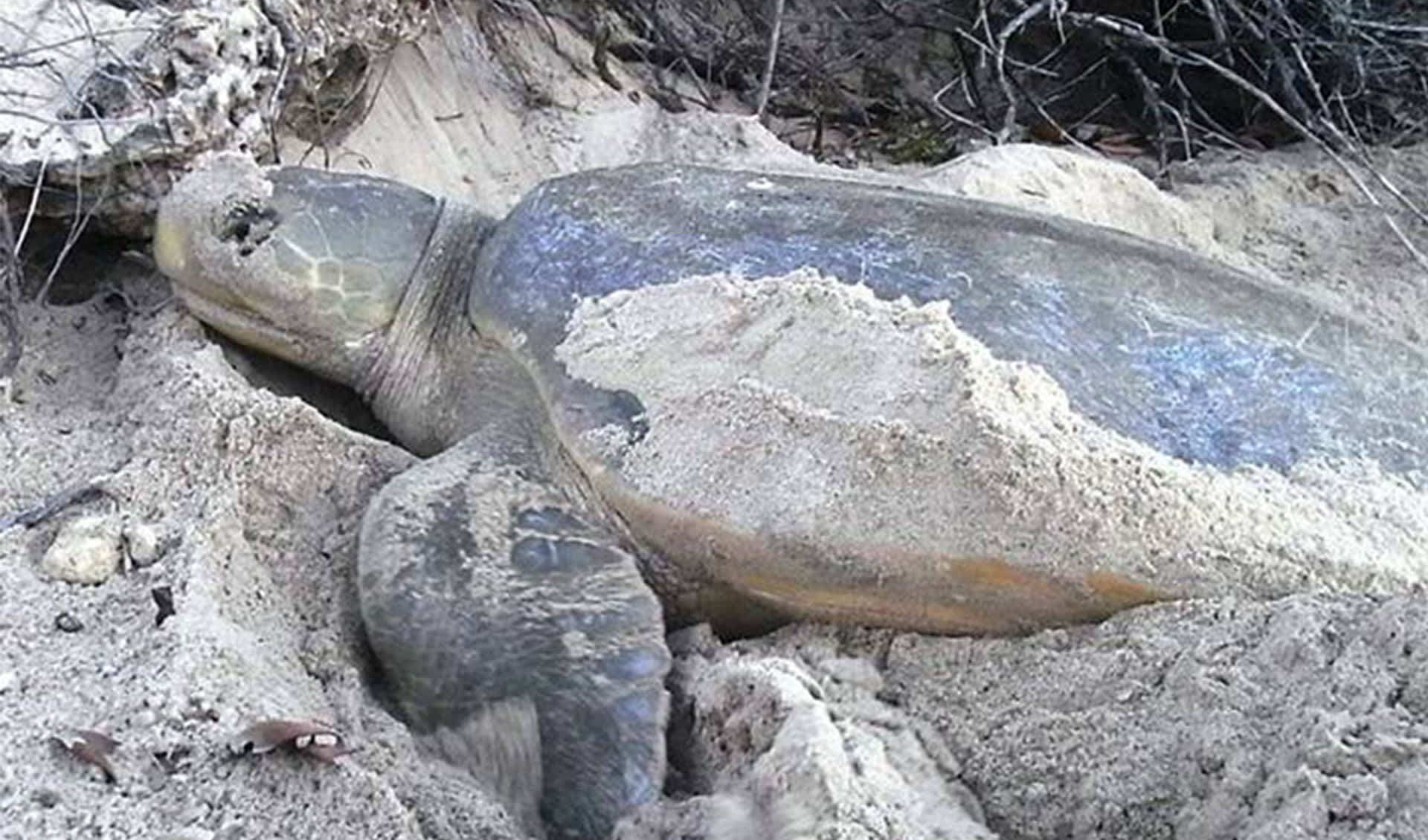 Flatback sea turtle facts, distribution & population | BioDB