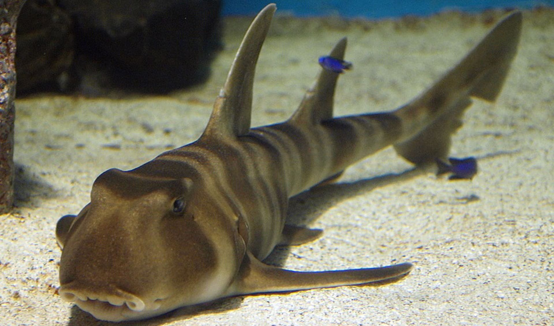 Heterodontiformes - Bullhead sharks: facts, distribution & population ...