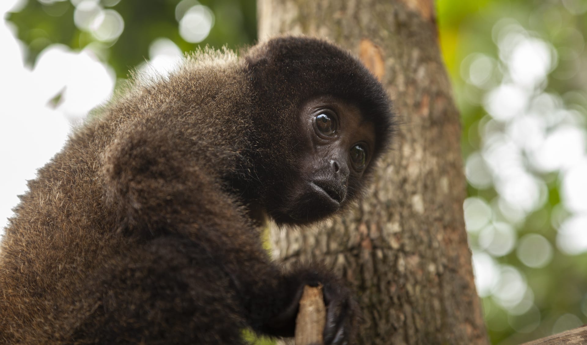 Yellow-tailed woolly monkey facts, distribution & population | BioDB