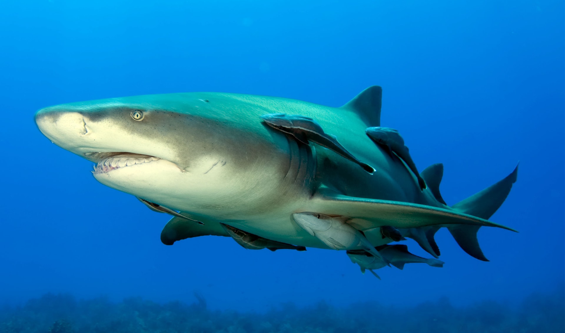 Carcharhiniformes - Ground sharks: facts, distribution & population | BioDB