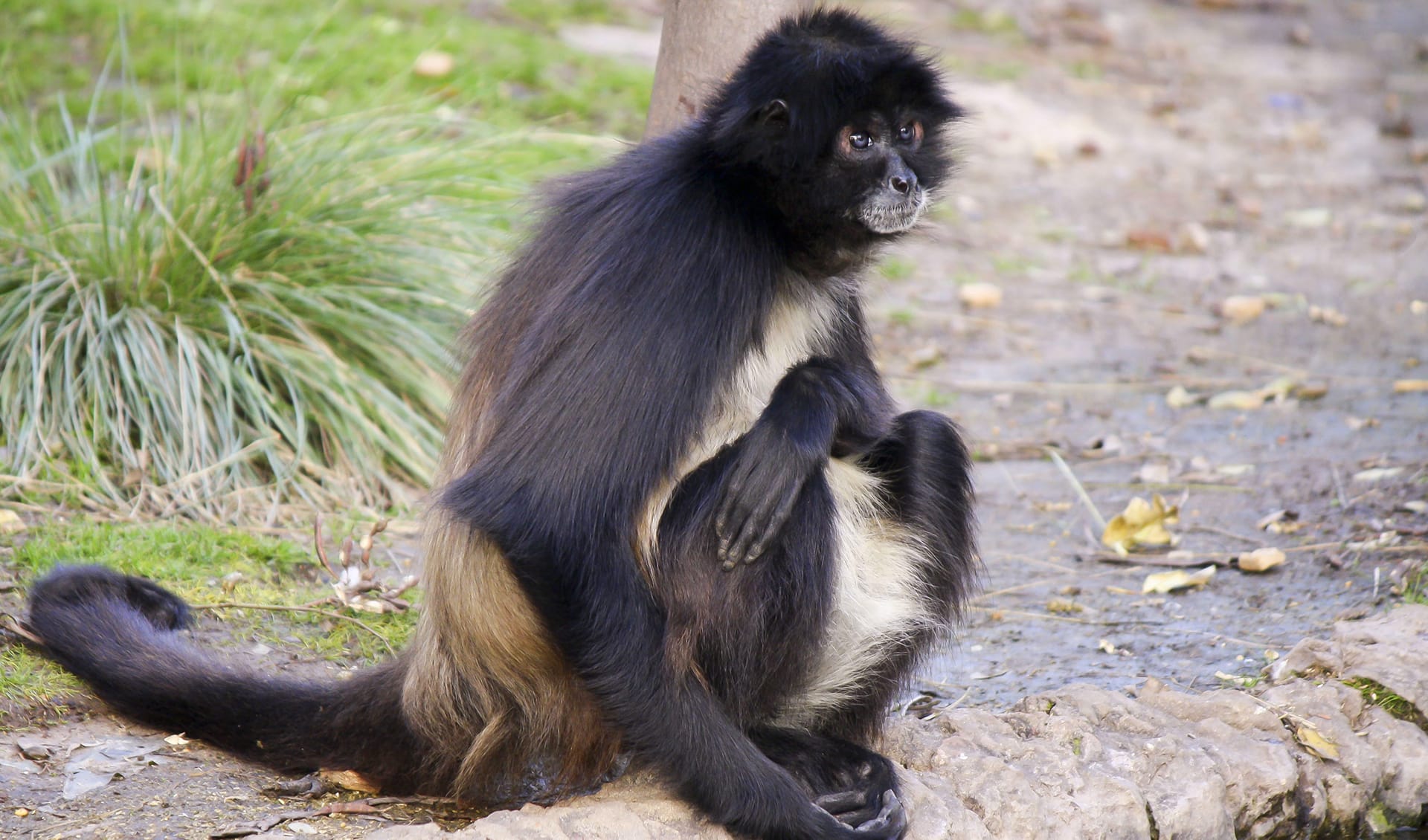 White-bellied spider monkey facts, distribution & population | BioDB