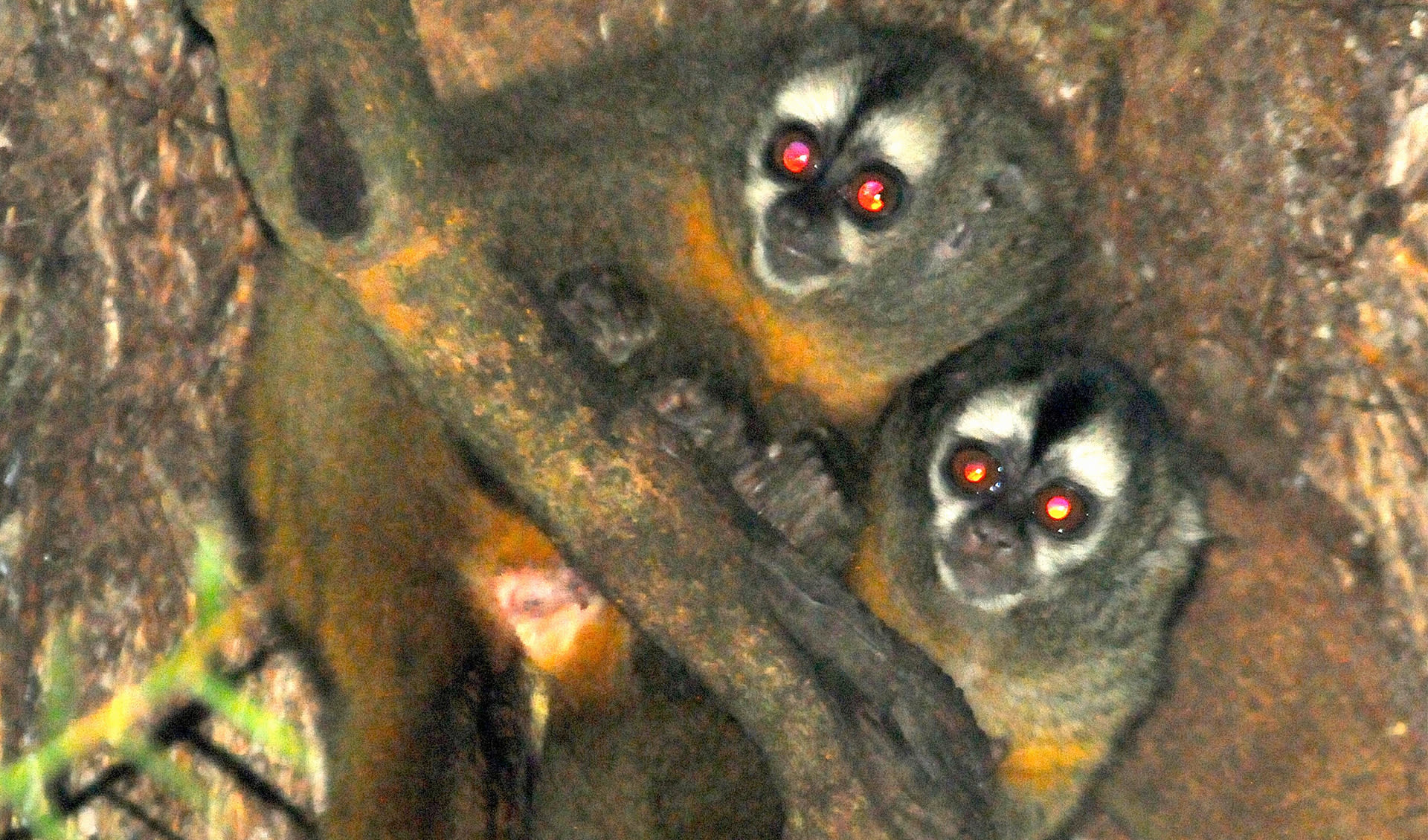 Andean night monkey facts, distribution & population | BioDB
