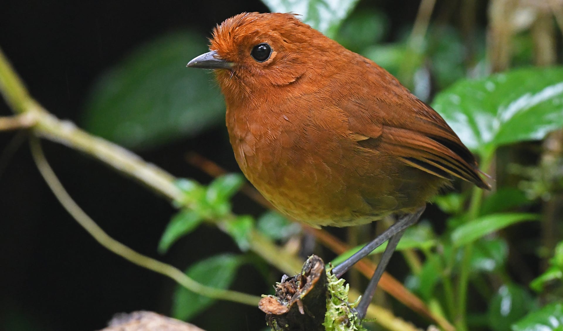 Grallaria - Antpittas: facts, distribution & population | BioDB