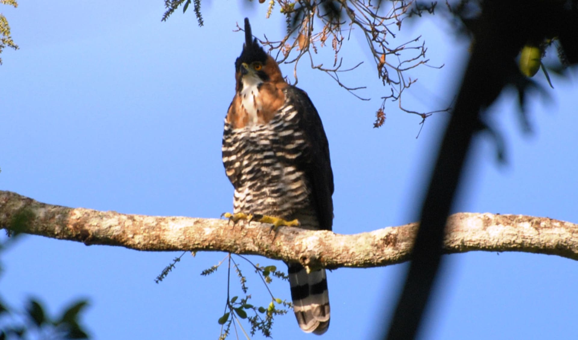 Spizaetus - Typical hawk-eagle: facts, distribution & population | BioDB