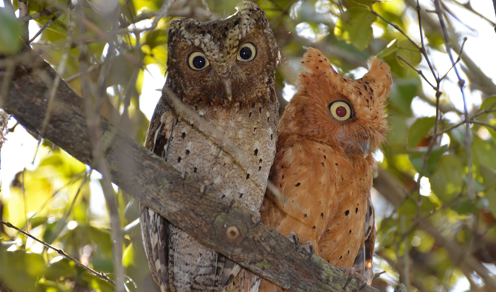 Sokoke scops owl facts, distribution & population | BioDB