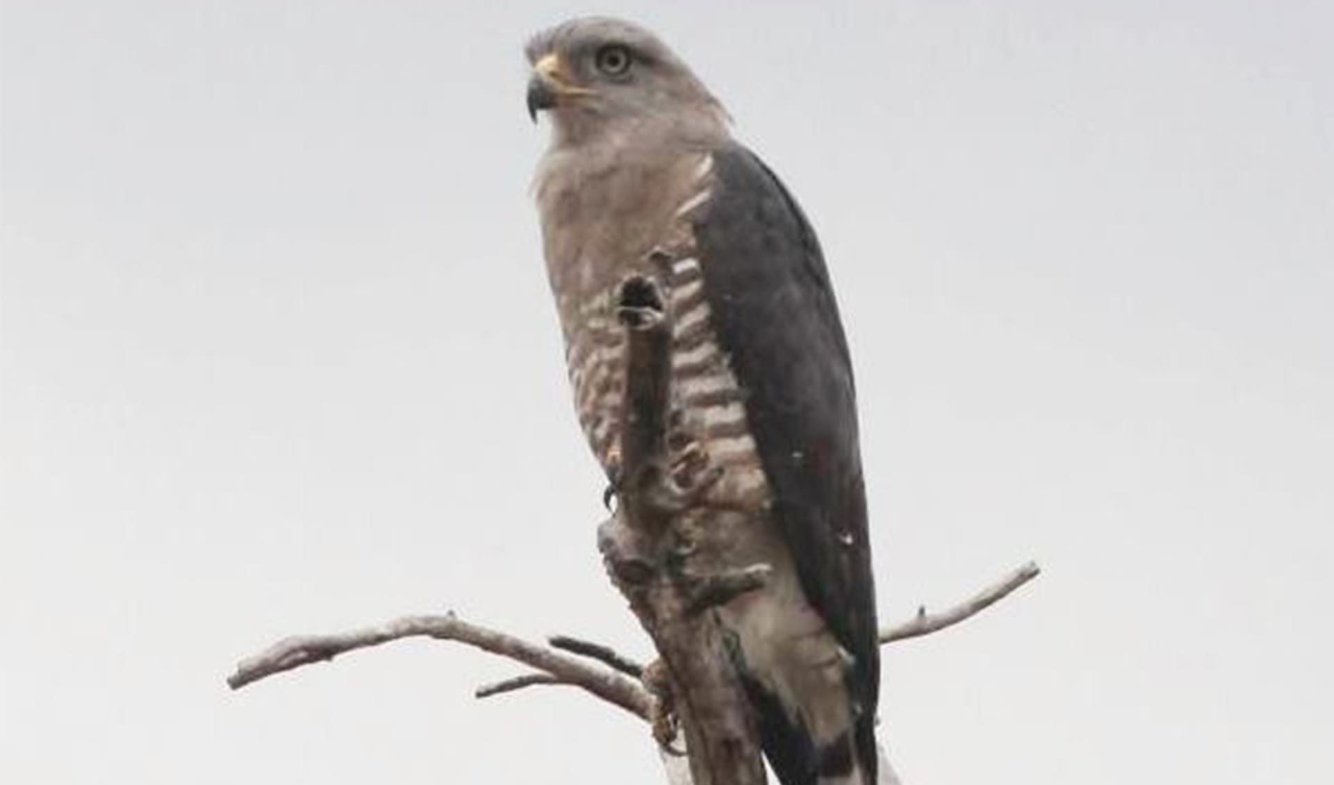Southern banded snake eagle facts, distribution & population | BioDB