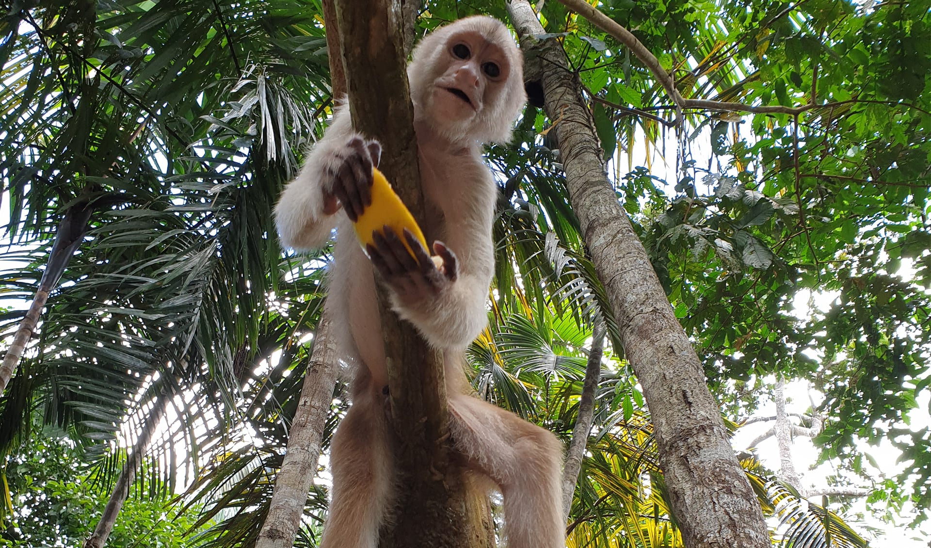 White-fronted capuchin facts, distribution & population | BioDB