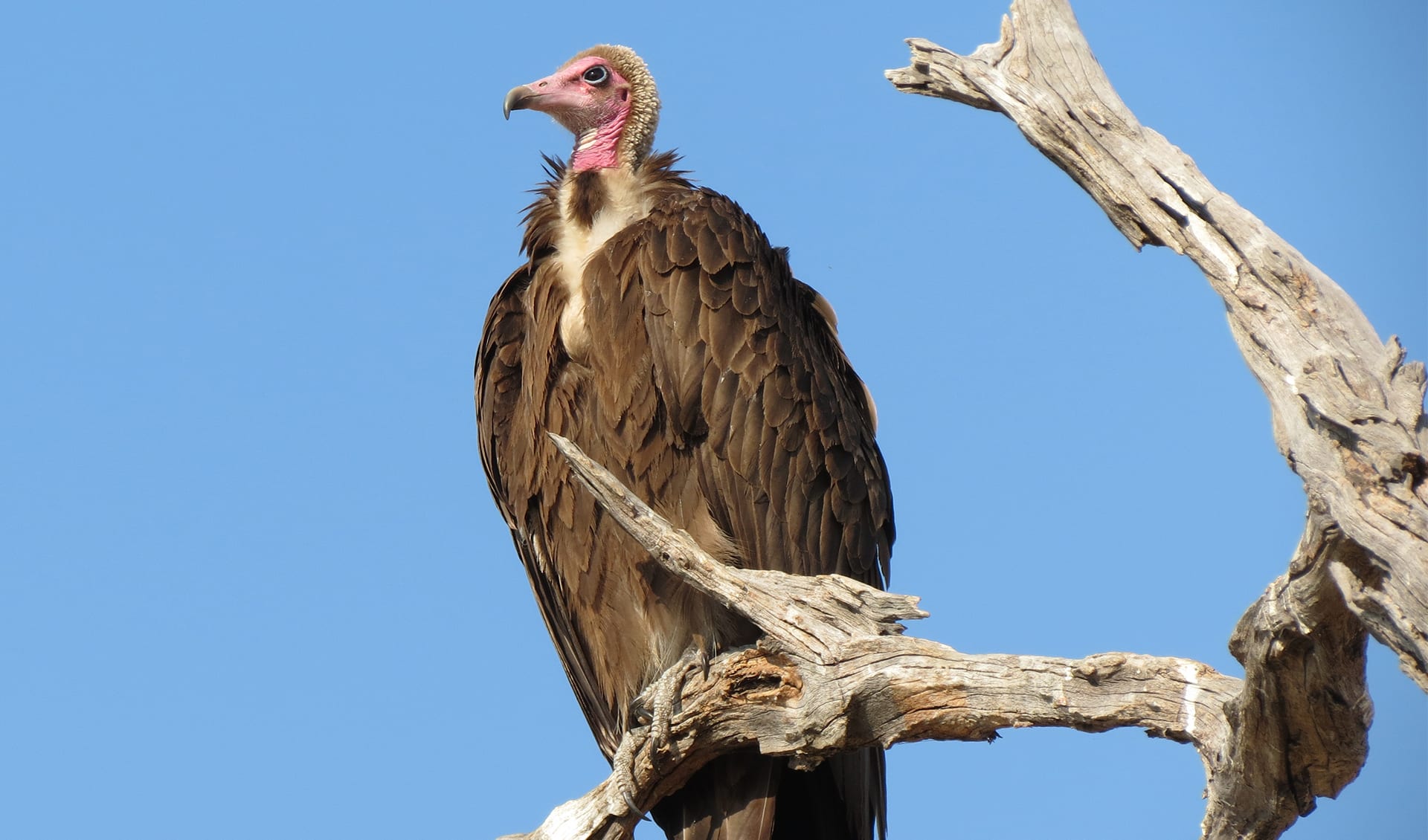 Hooded vulture facts, distribution & population | BioDB