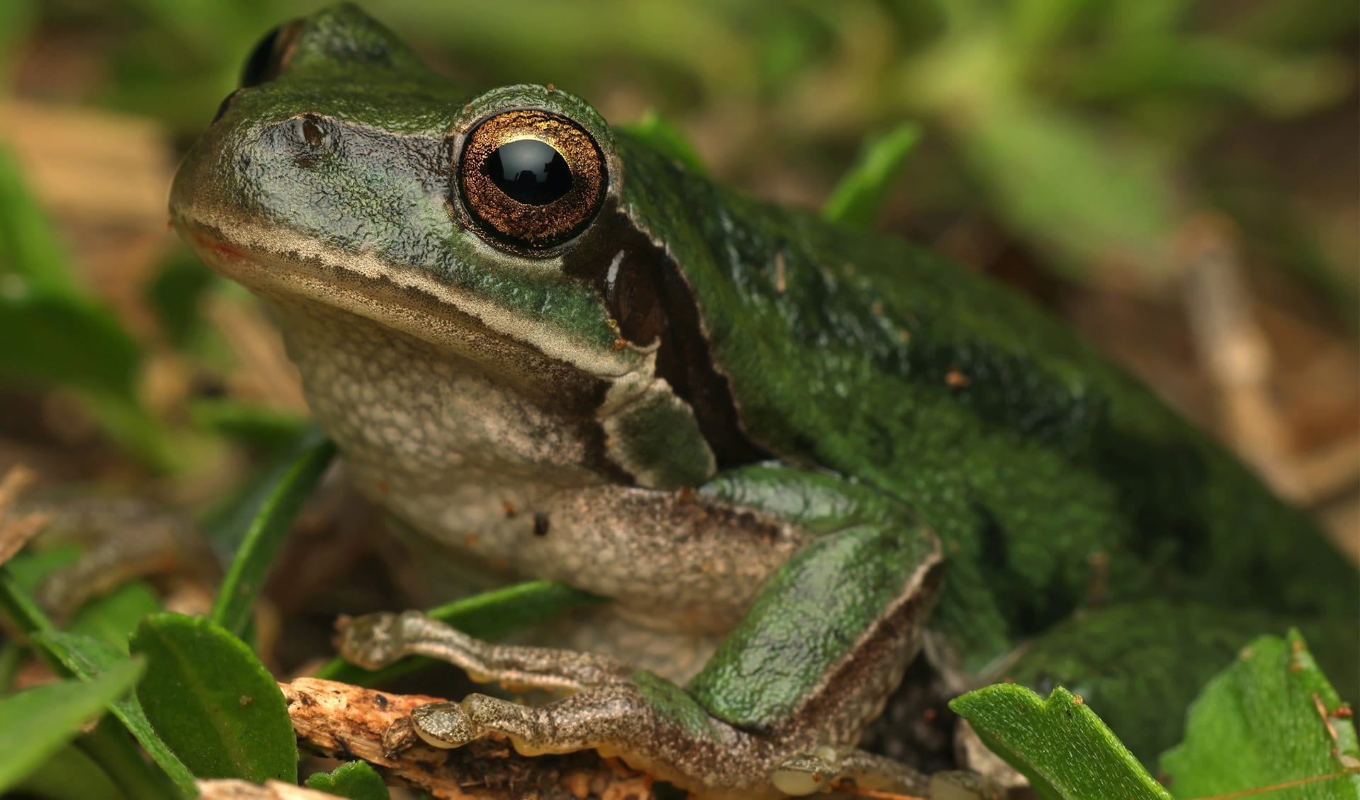 Savignys treefrog facts, distribution & population | BioDB