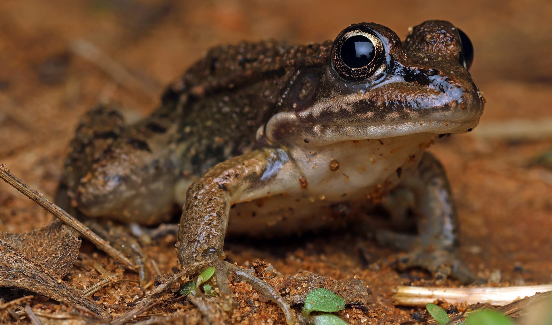 Levant water frog facts, distribution & population | BioDB