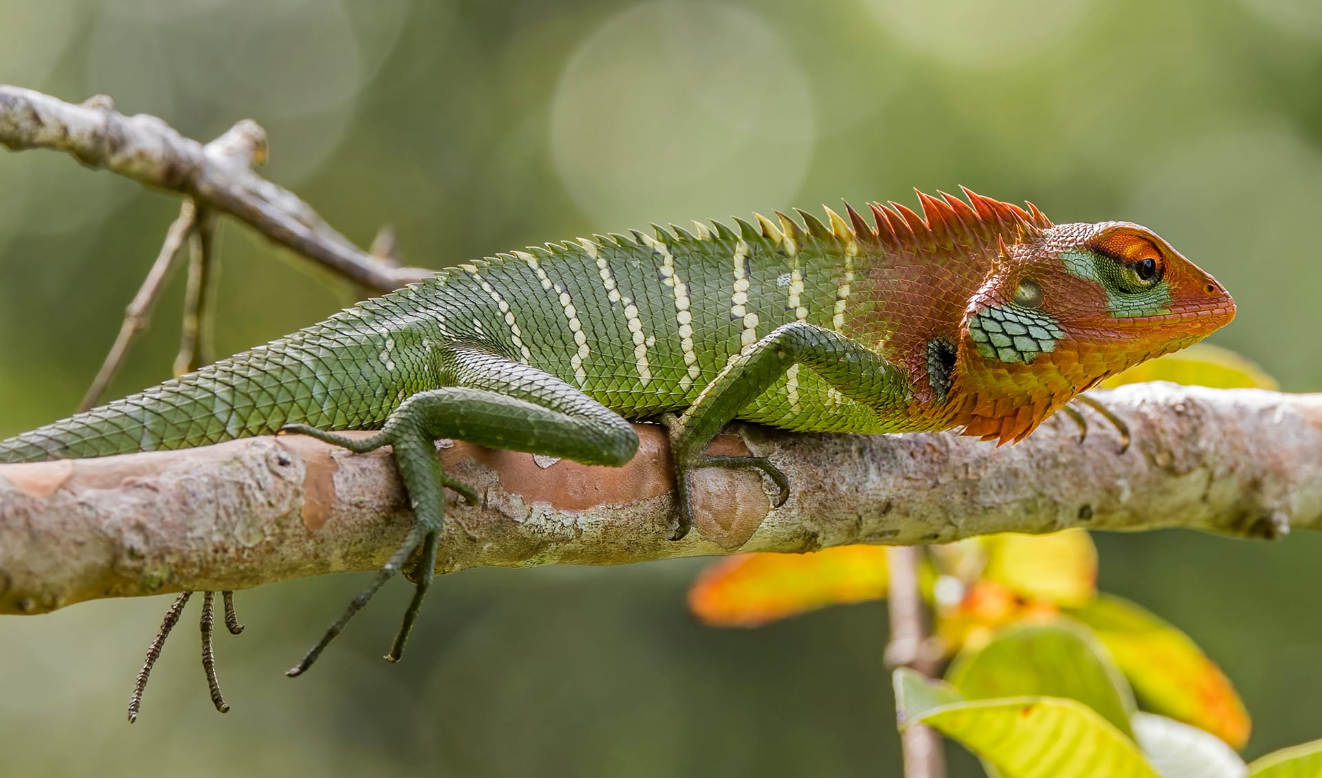 Calotes - Garden lizards: facts, distribution & population | BioDB