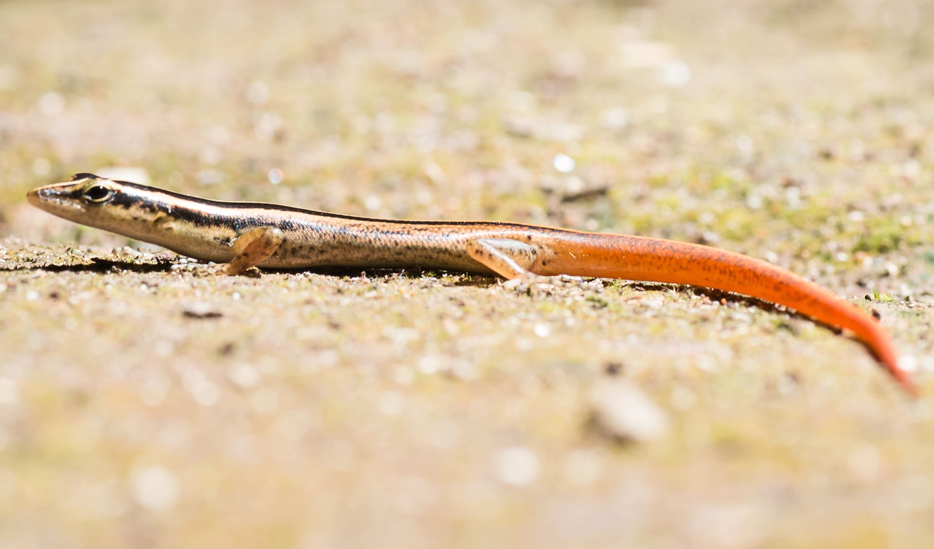 Sunda striped skink facts, distribution & population | BioDB