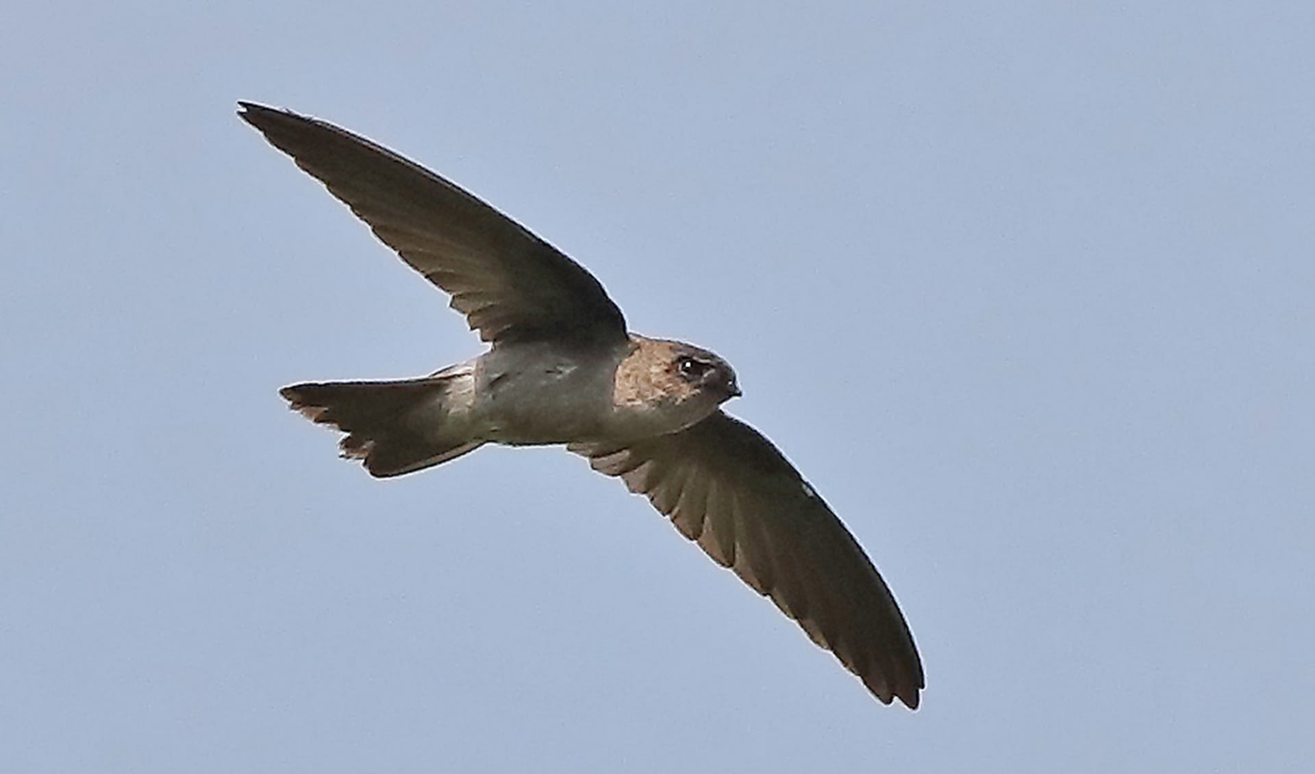 Asian palm swift facts, distribution & population | BioDB