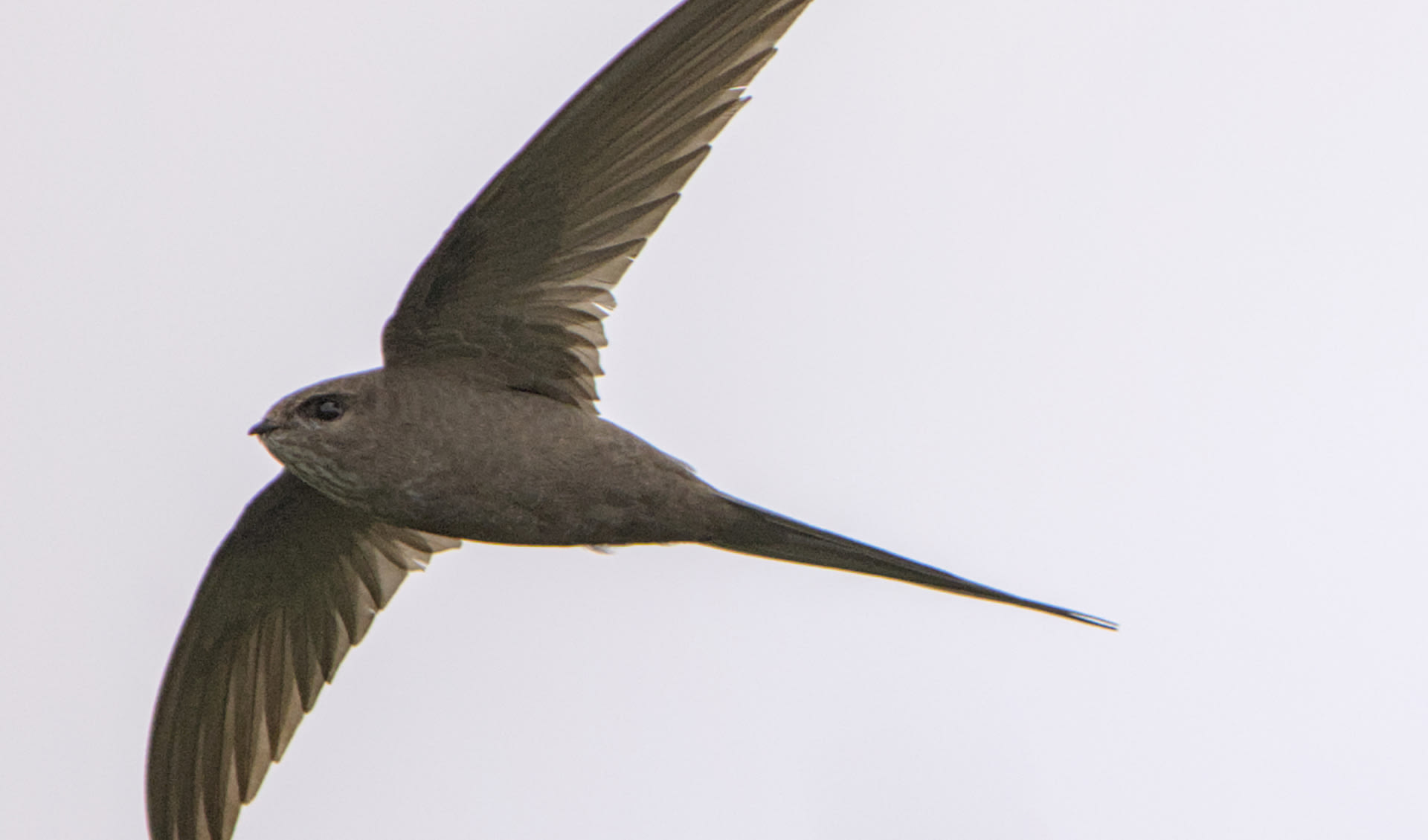 Cypsiurus - Palm swift: facts, distribution & population | BioDB
