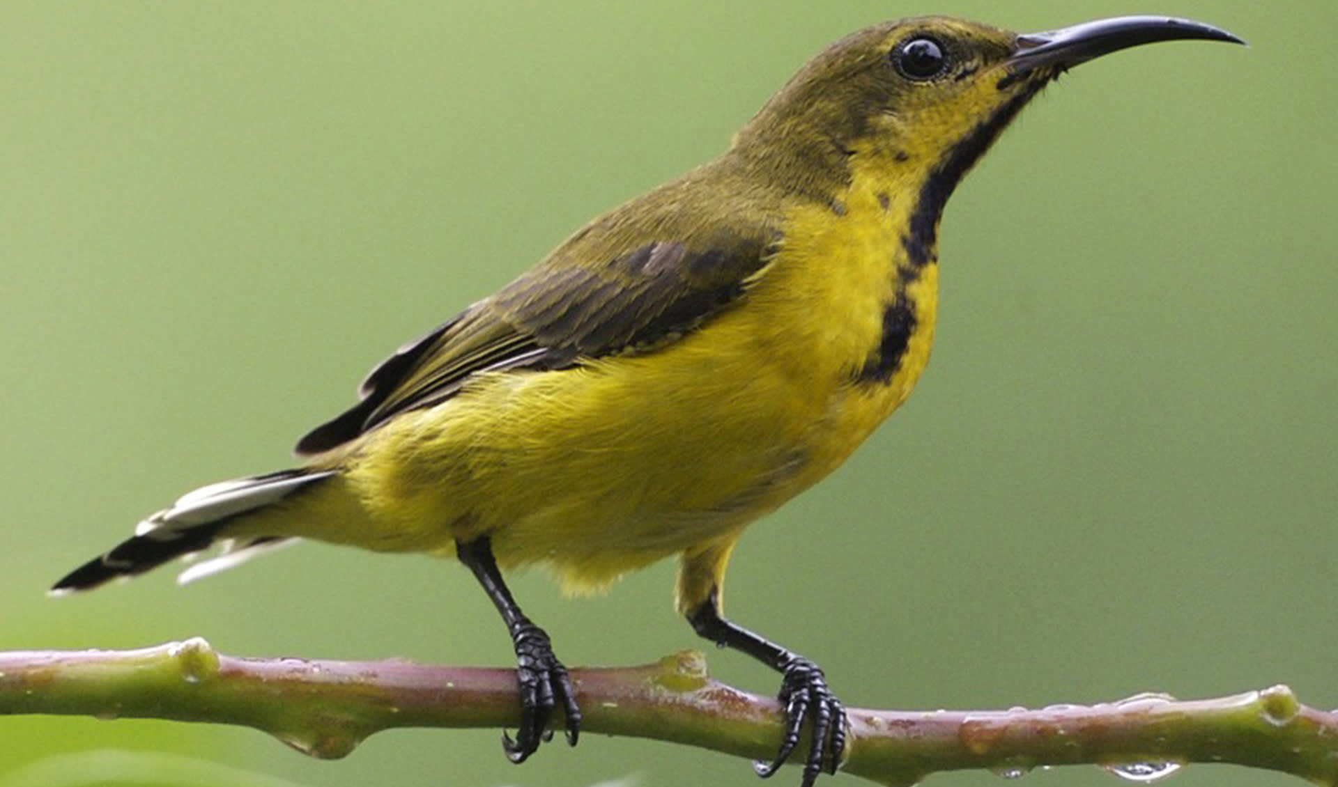 Olive-backed sunbird facts, distribution & population | BioDB